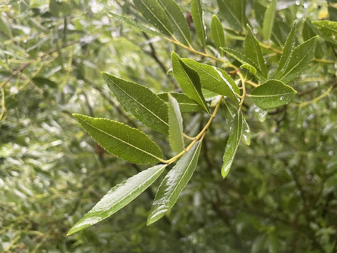 Pussy Willow | CMP Tree Selection Tool